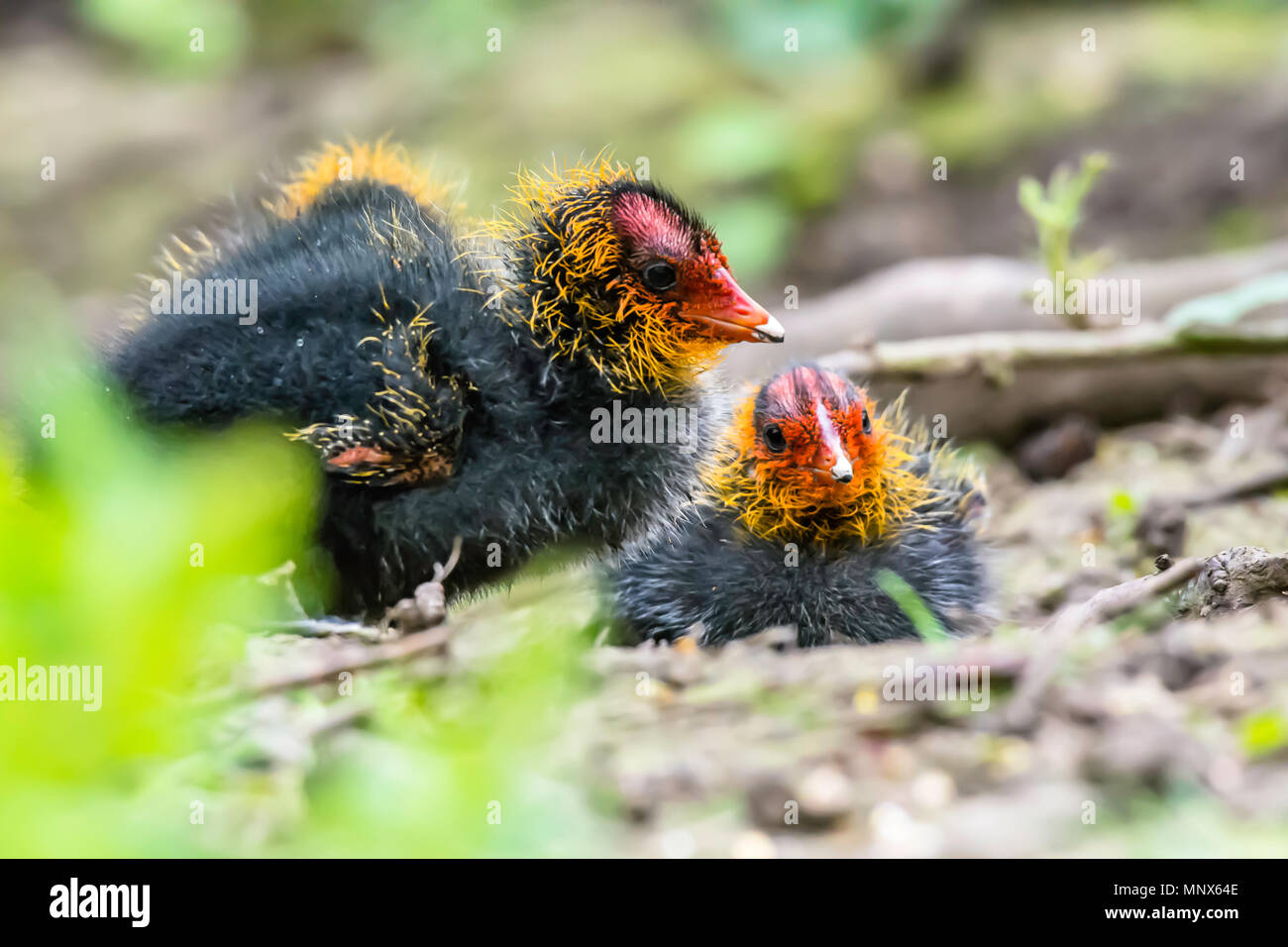 Cute coot chicks in natural environment,stunning british wildlife in ...