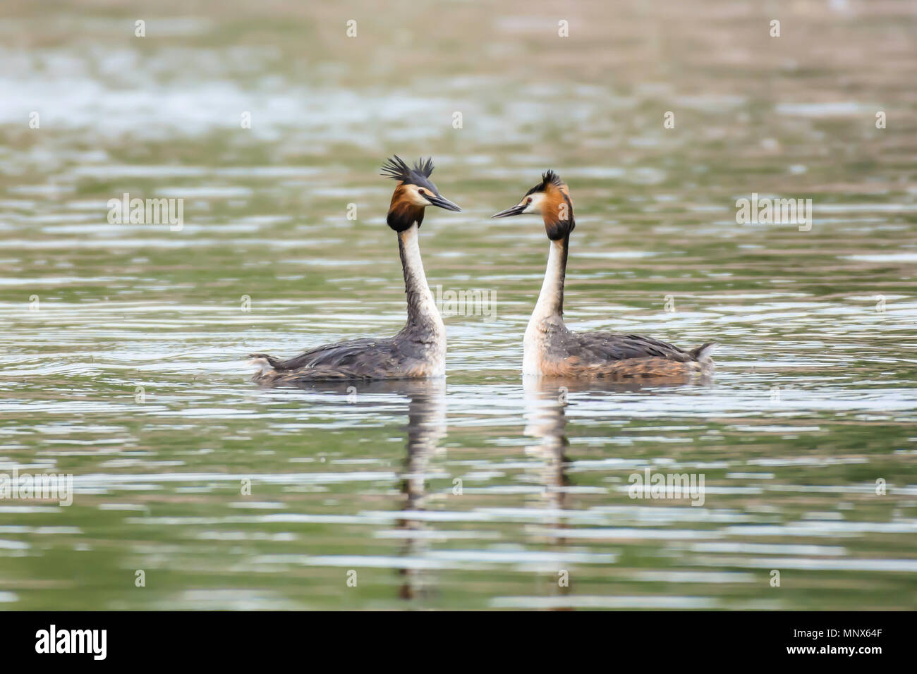 Pair of great crested grebes during mating season floating on lake ...