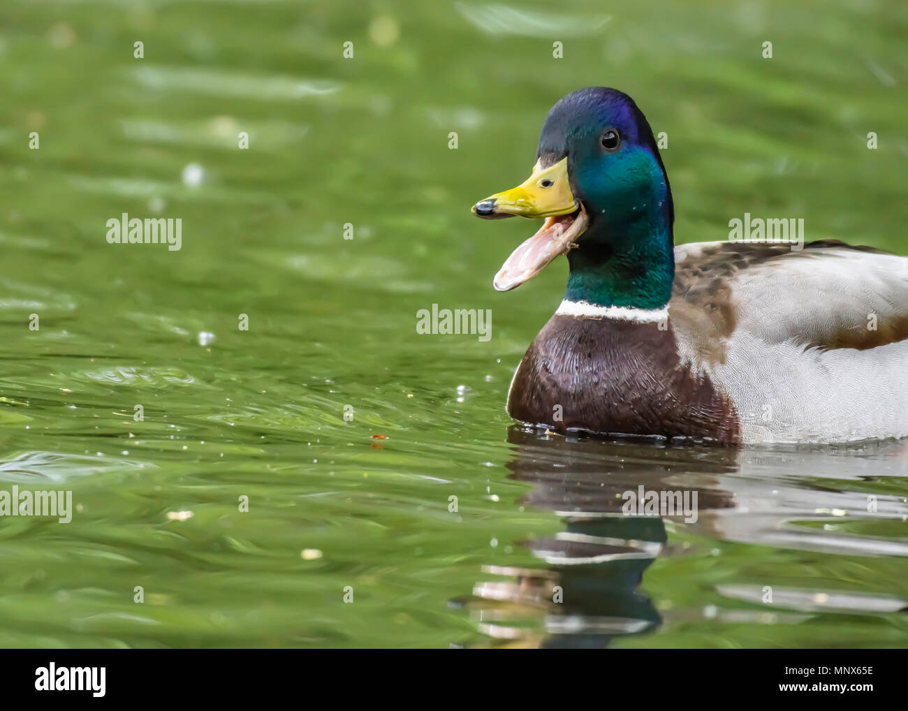 Happy mallard duck with open beak floating on green lake surface.Nature ...