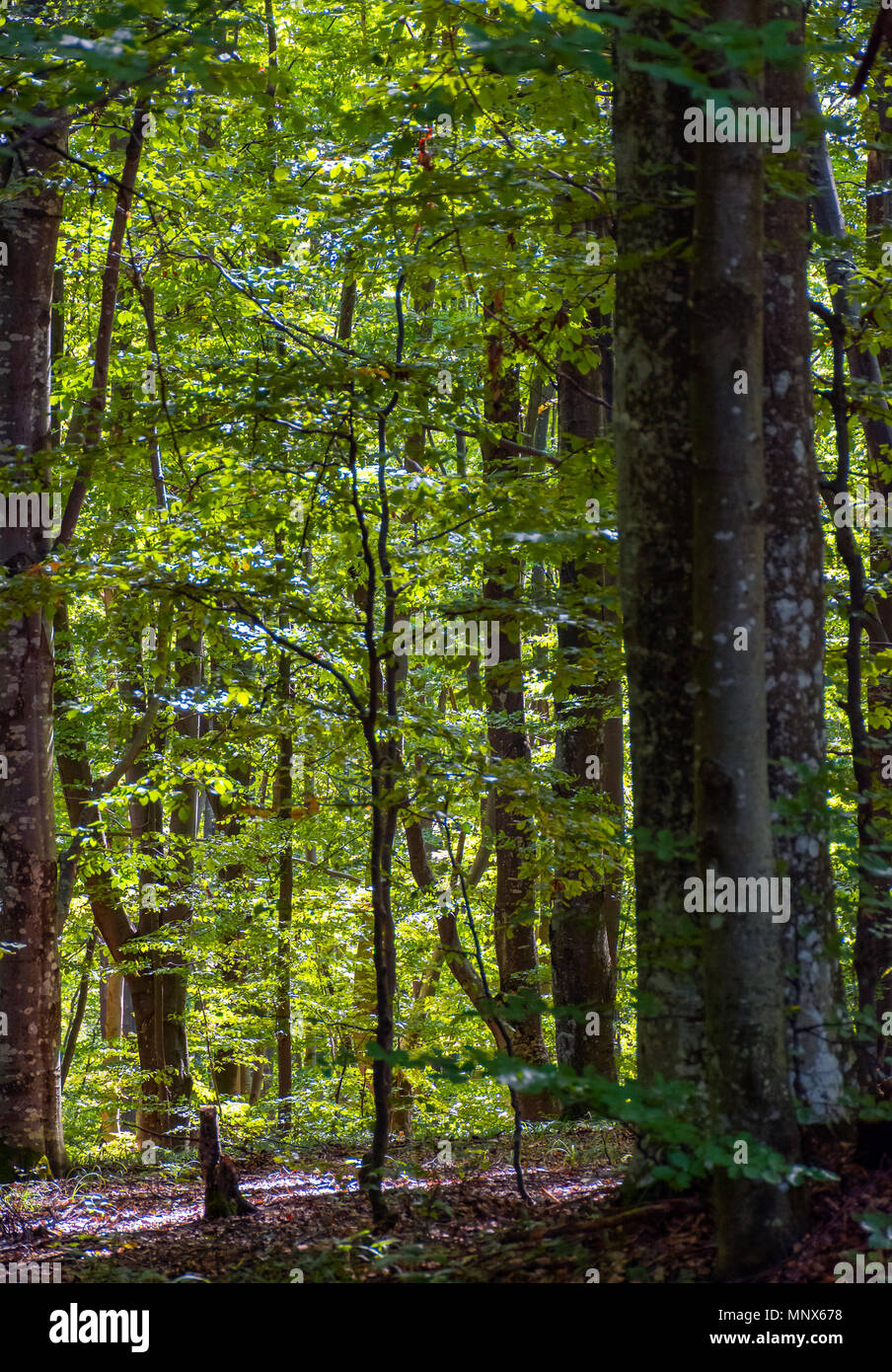 look in to the deep dark beech forest in summer. lovely nature ...