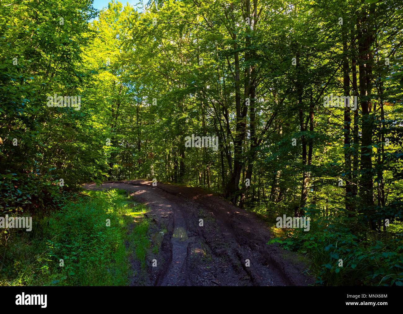 dirt road through forest. lovely nature scenery with tall trees and ...