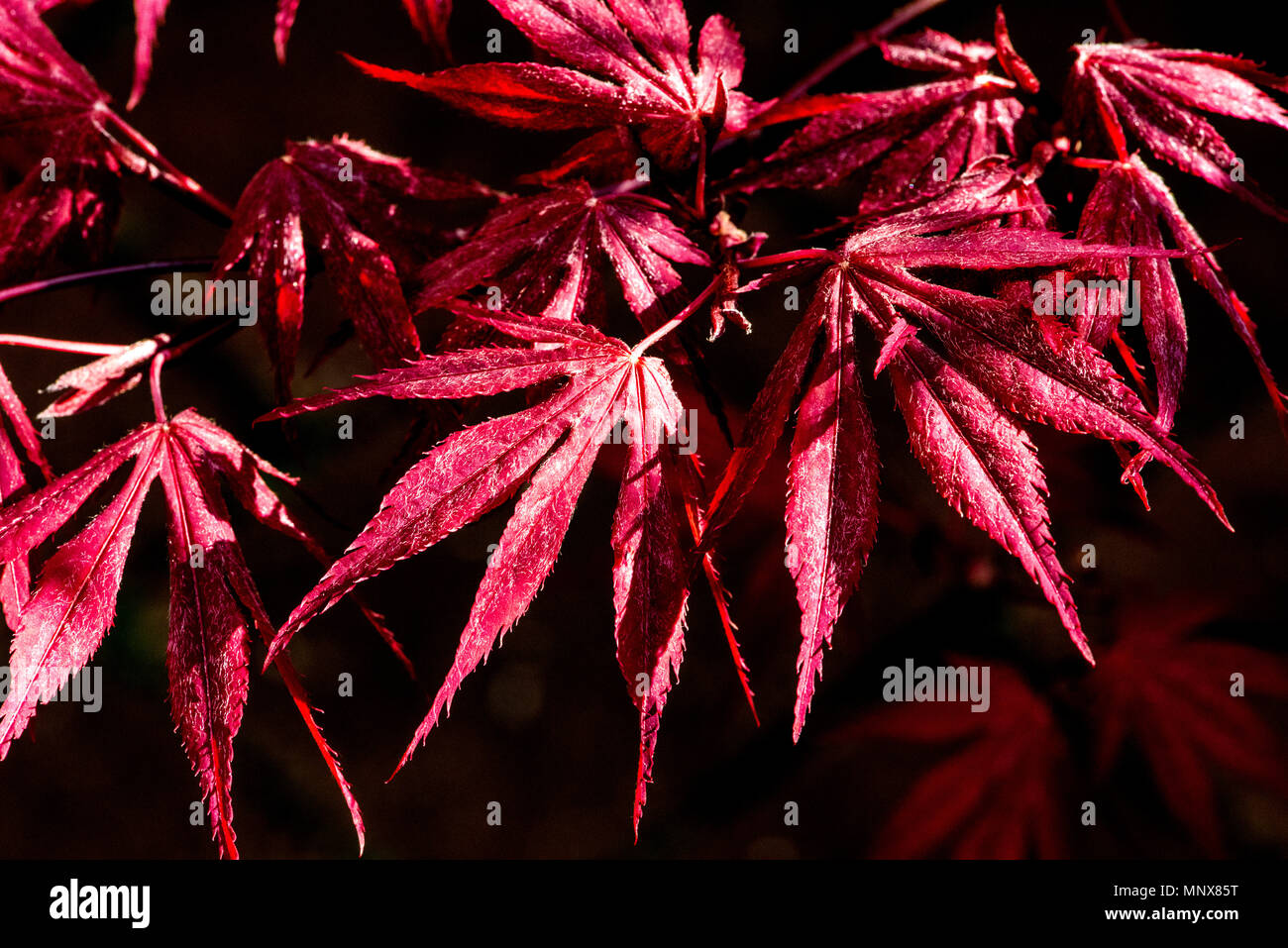 Dark red japanese maple tree hi-res stock photography and images - Alamy
