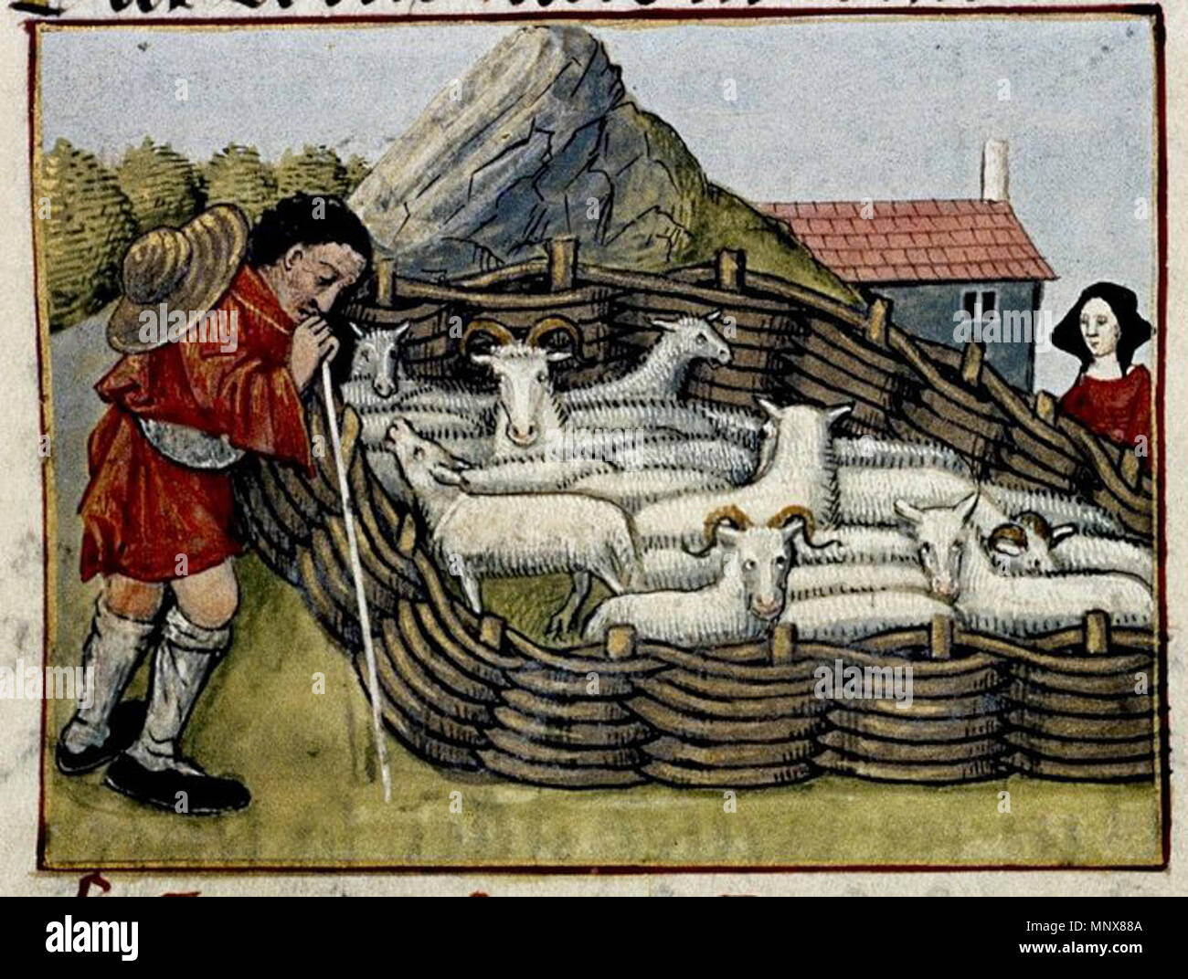 . English: Print of sheep in woven hurdle pen. Medieval France. 15th ...
