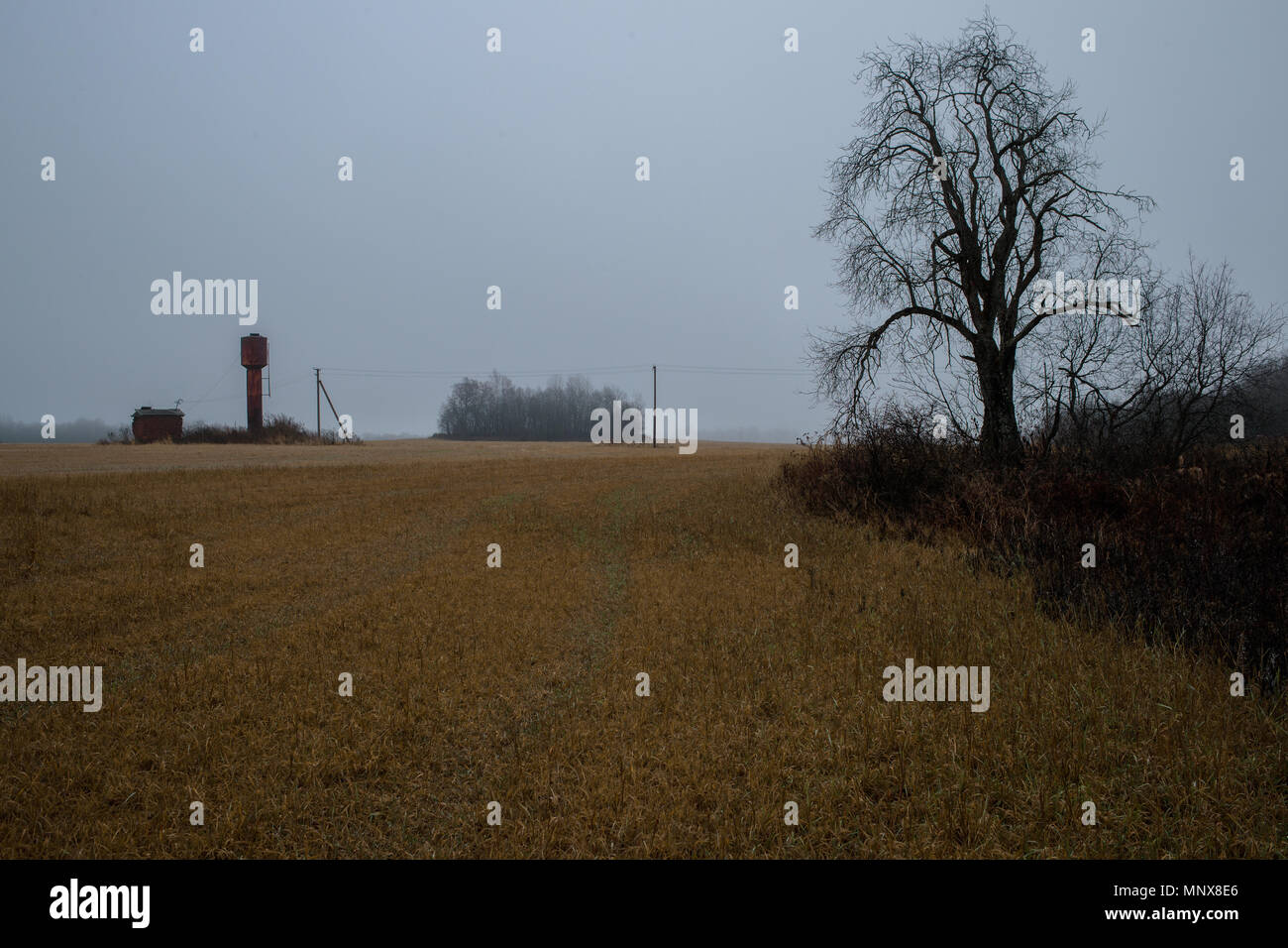 dry field in the spring in the fog Stock Photo - Alamy
