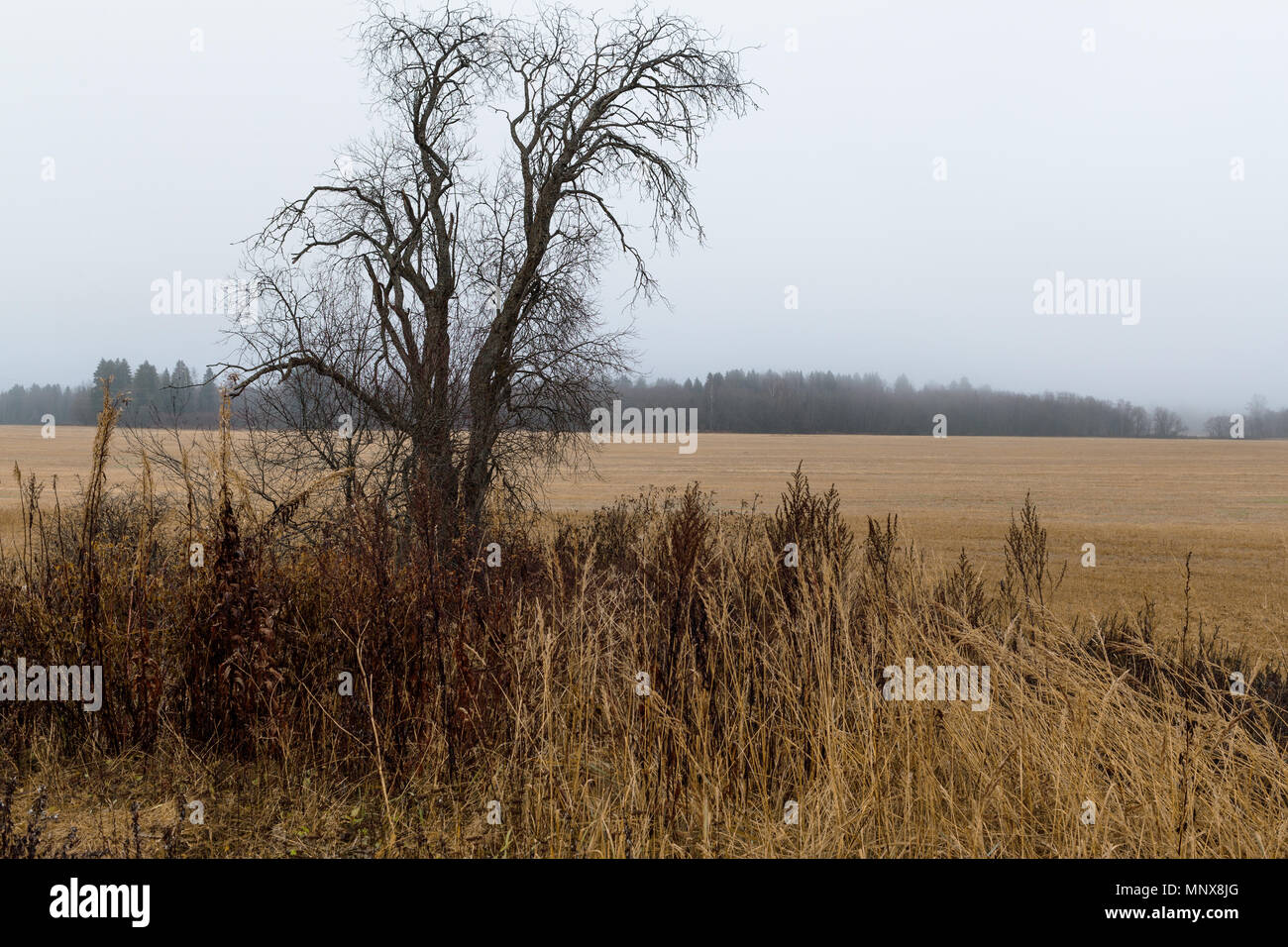terrible and crooked tree in a yellow field Stock Photo - Alamy