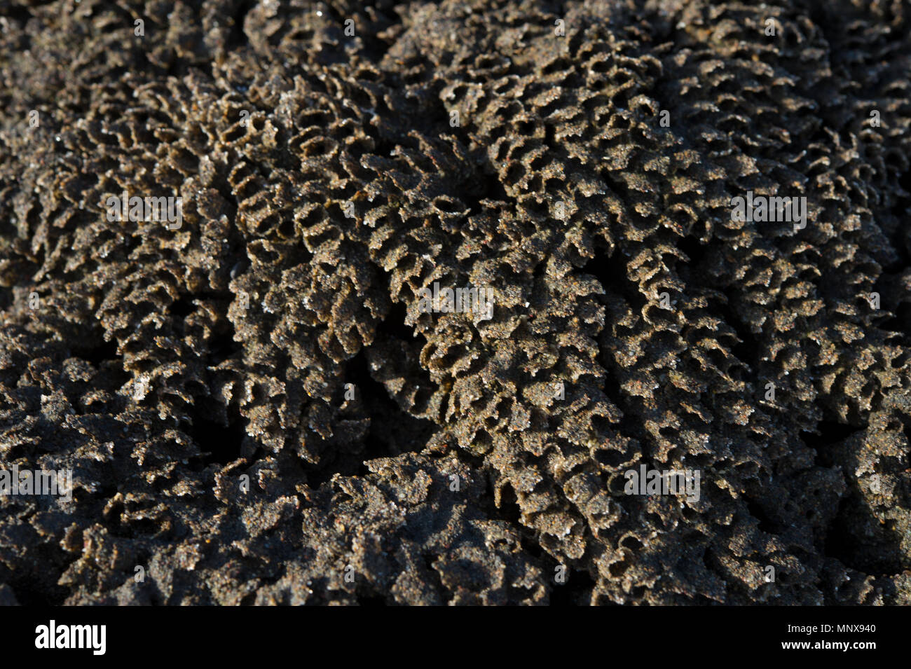 Colonial Worms, Phragmatopoma sp., Sabellariidae, Santa Catalina ...