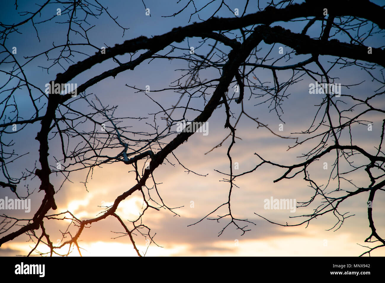 Real tree branches hi-res stock photography and images - Alamy
