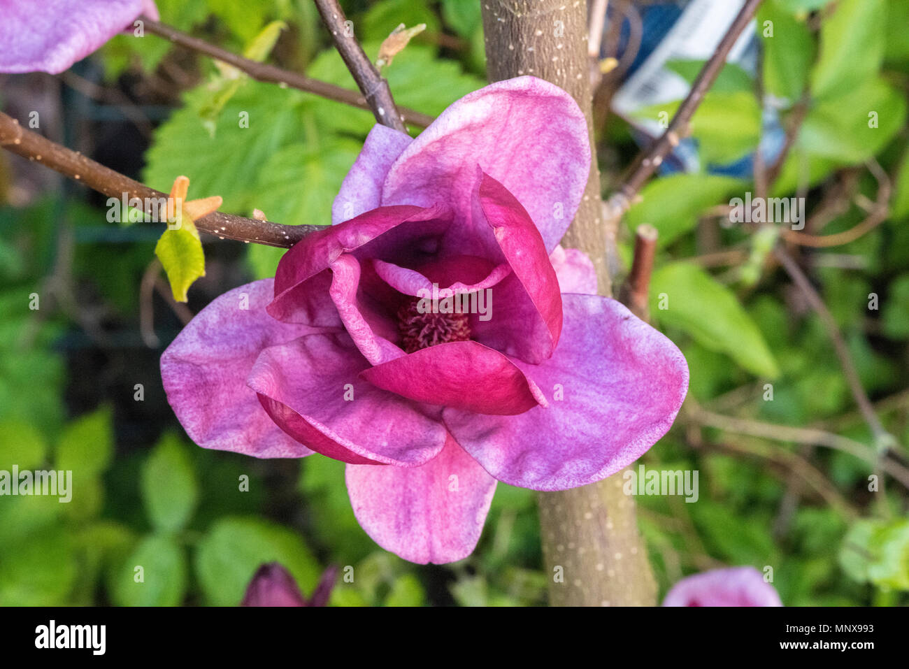 Magnolia genie hi-res stock photography and images - Alamy