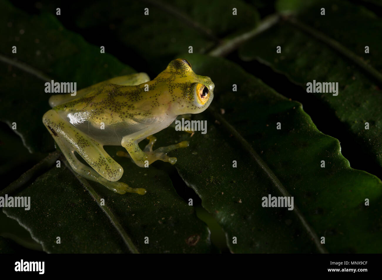 Reticulated Glass Frog, Hyalinobatrachium valerioi, Centrolenidae ...