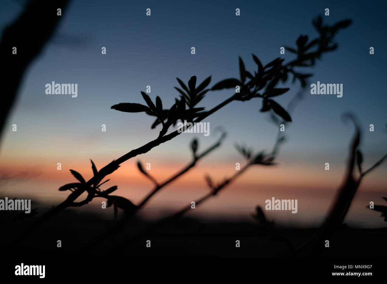 branches of plants in the evening against a sunset background Stock ...
