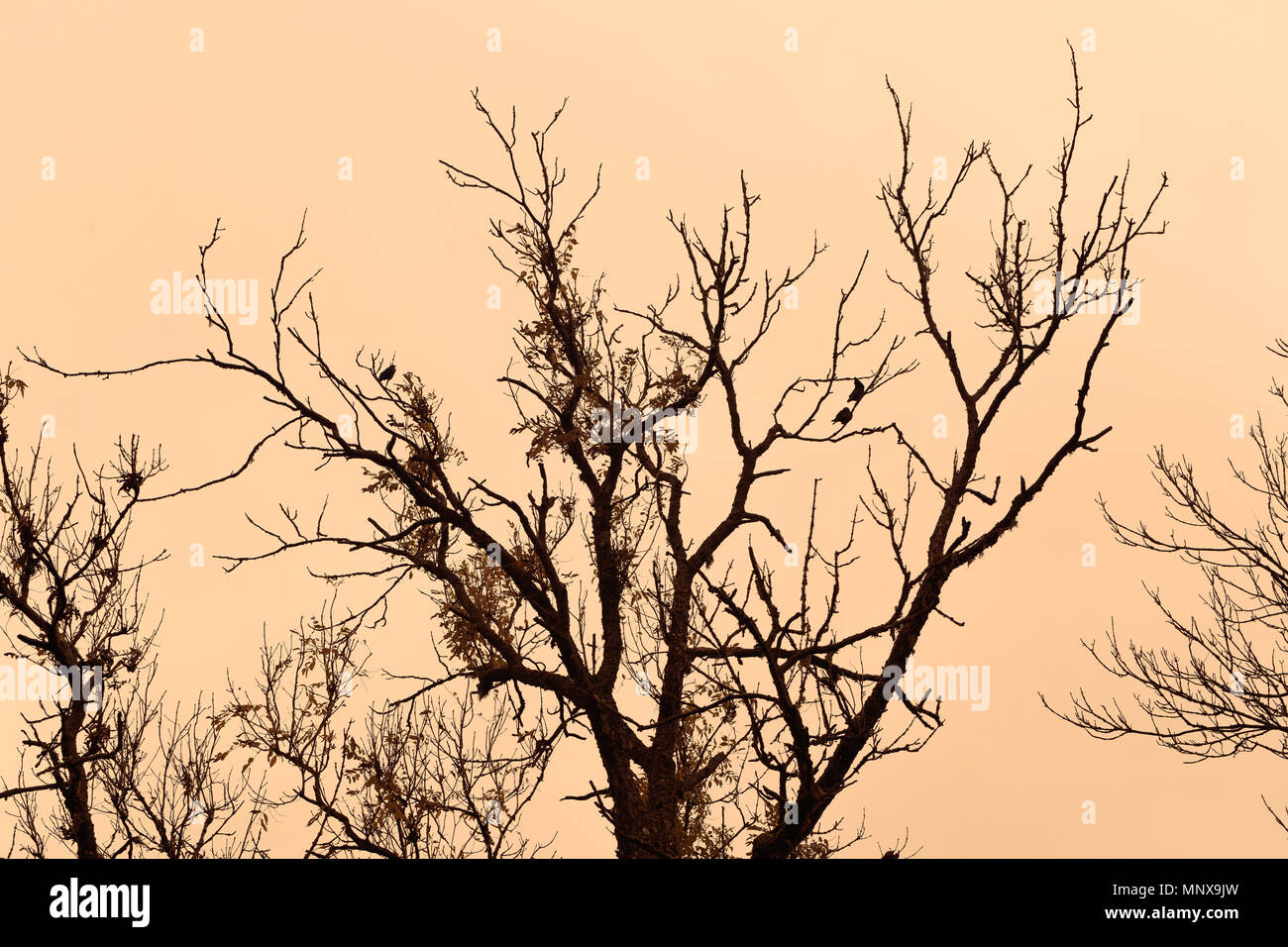 dry branches of trees against a background of pink sky Stock Photo - Alamy