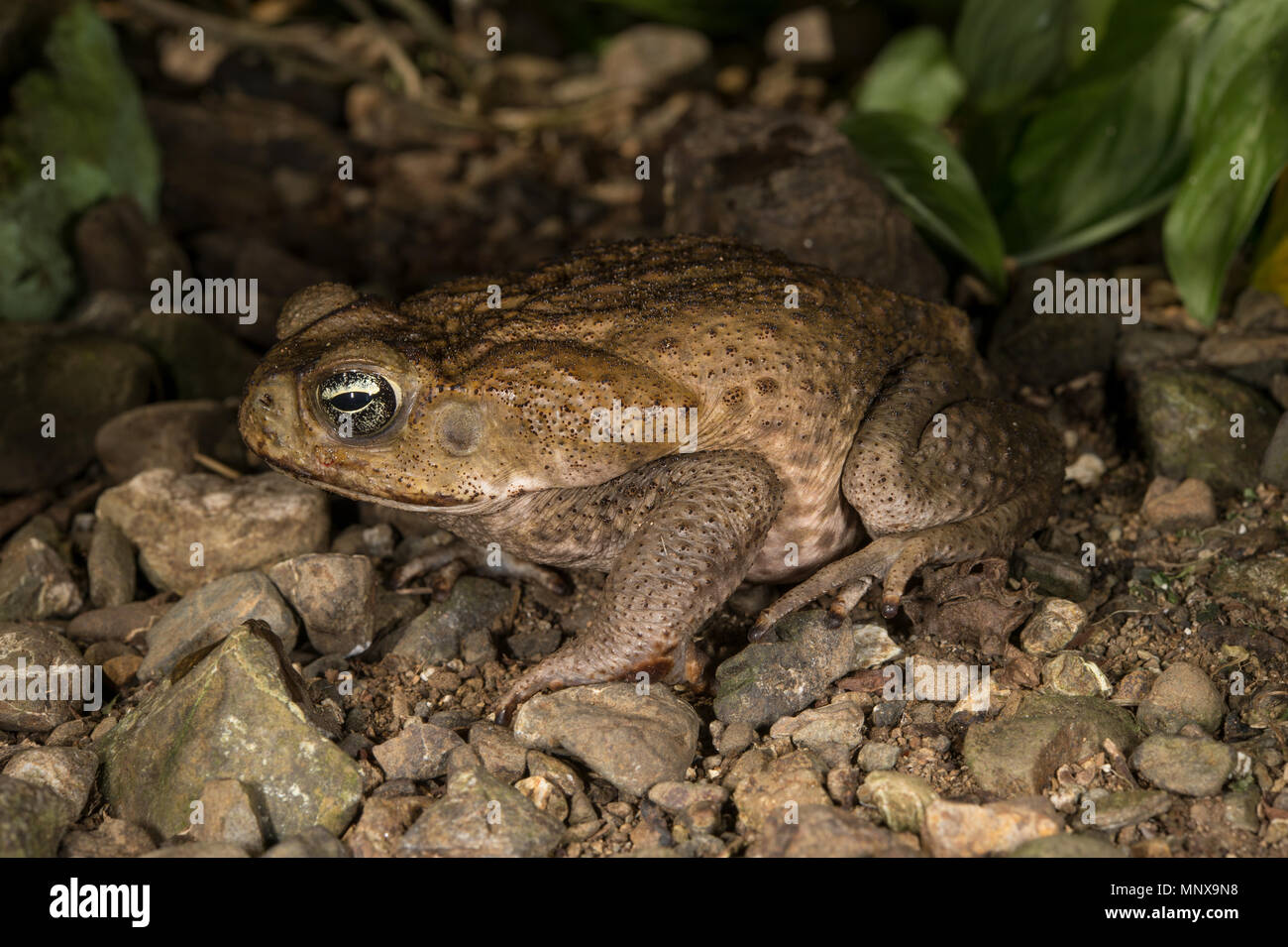 Rhinella marina cane toad hi-res stock photography and images - Alamy