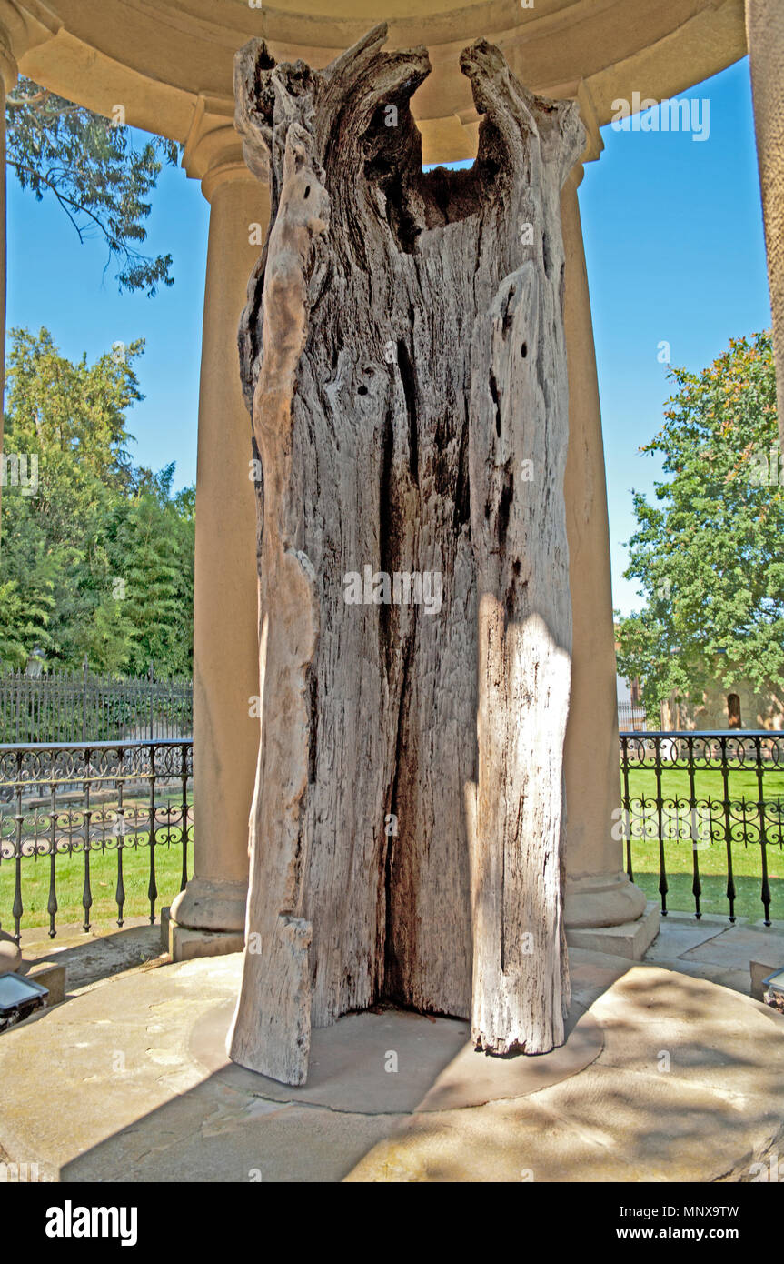 Guernica tree hi-res stock photography and images - Alamy