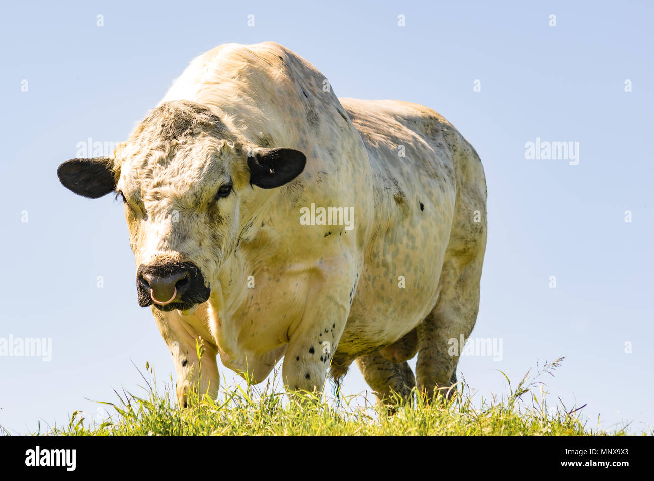 British white bull hi-res stock photography and images - Alamy