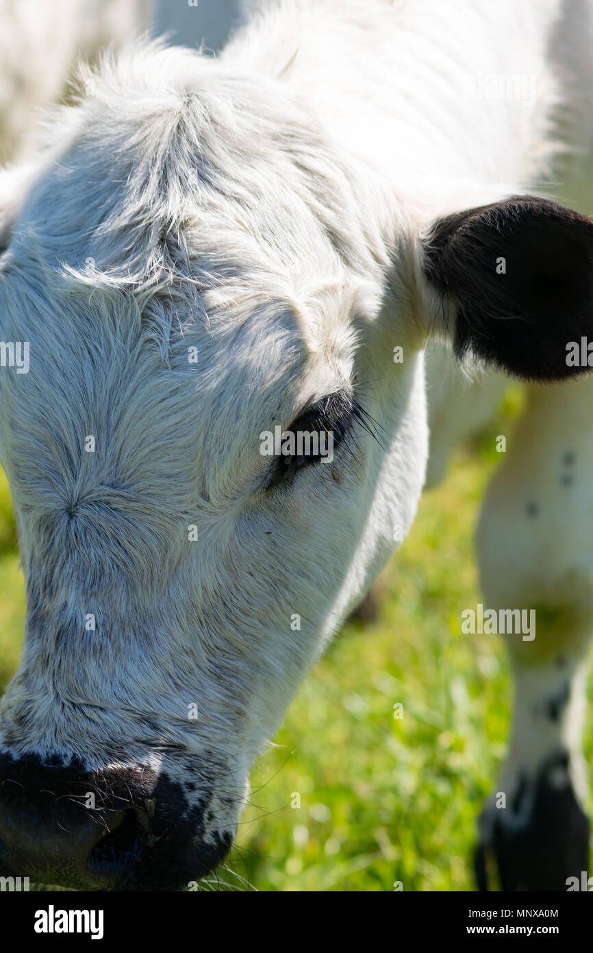 British White Cattle Stock Photo - Alamy