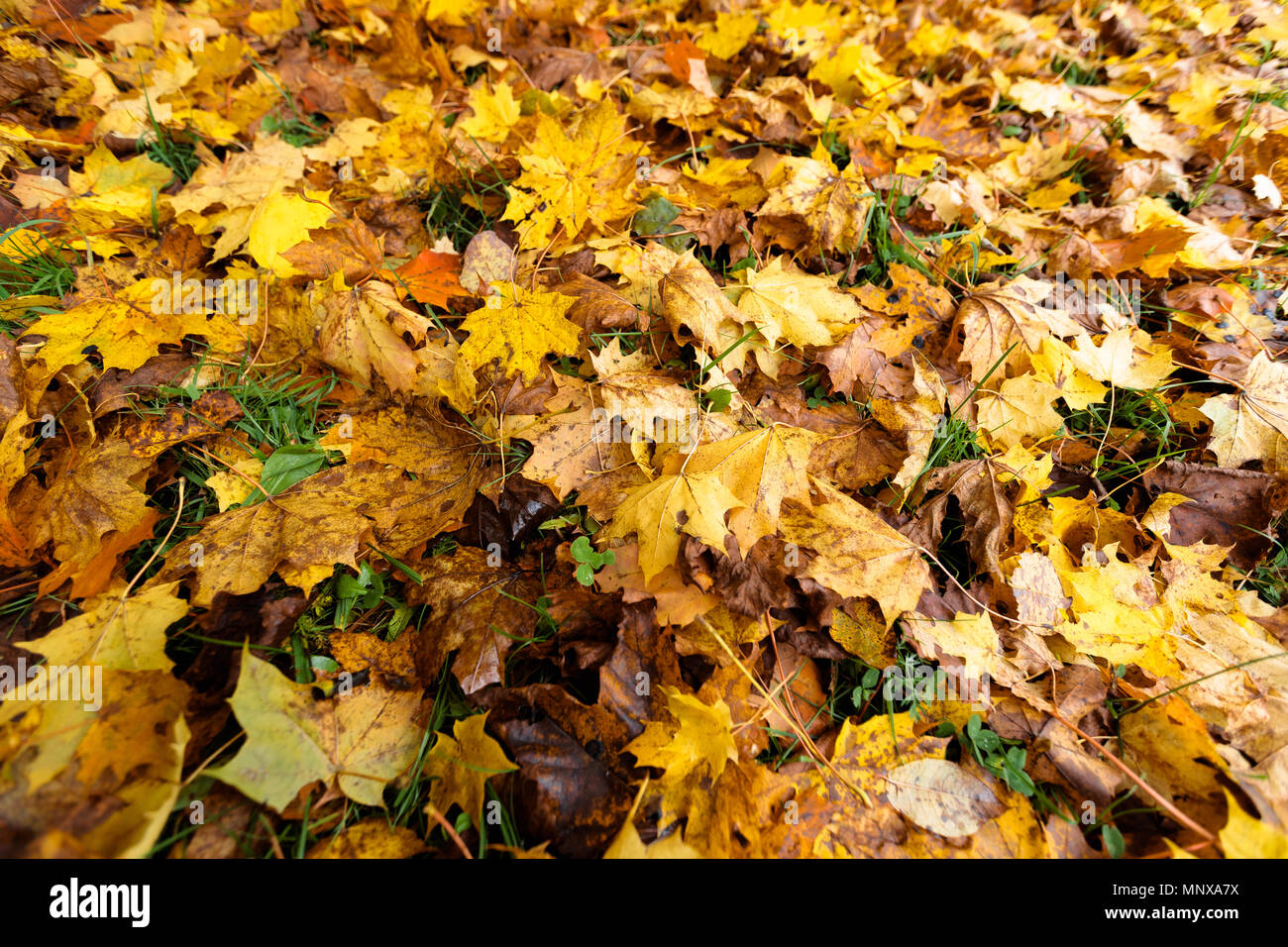fallen trees in autumn in the daytime Stock Photo - Alamy