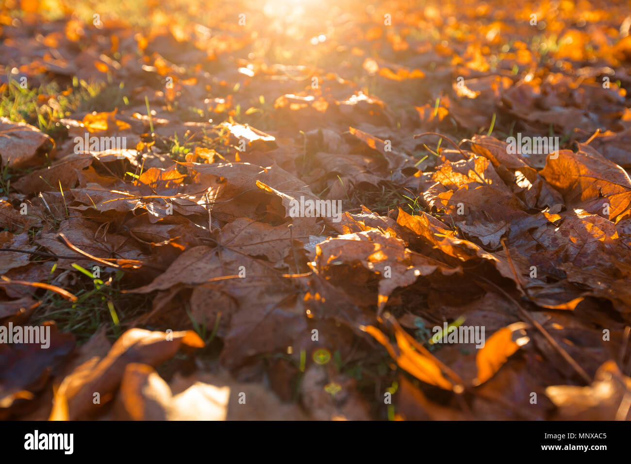 fallen trees in autumn in the daytime Stock Photo - Alamy