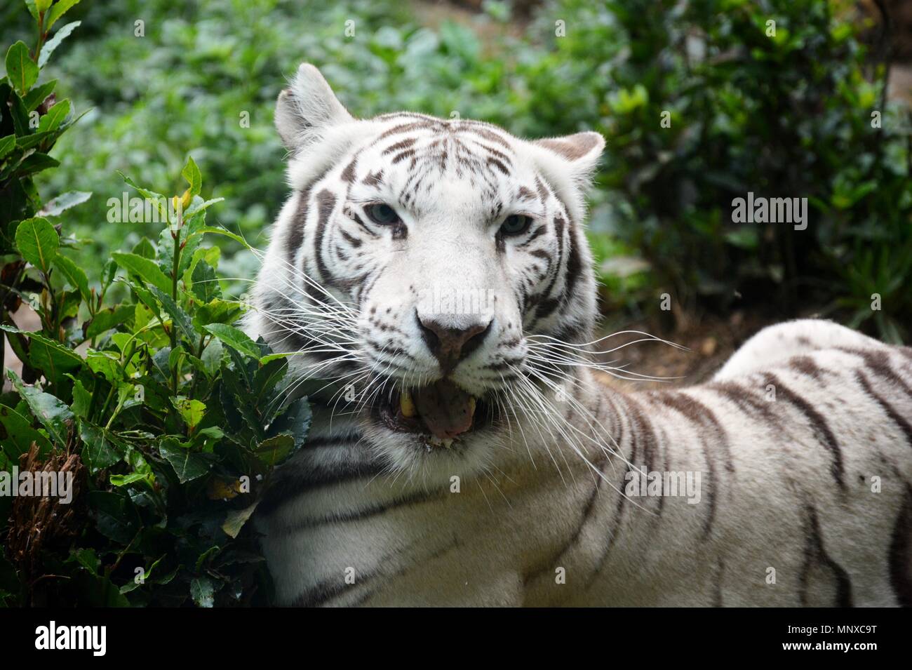 Close-up of a white tiger. Dangerous predator Stock Photo - Alamy