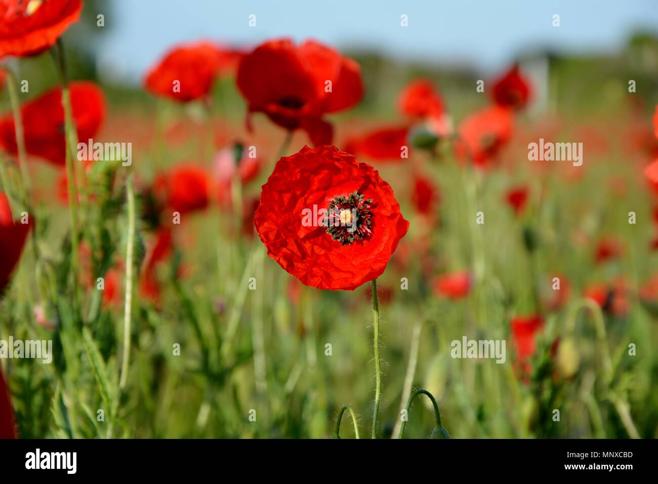 Red poppy flowers green hi-res stock photography and images - Alamy