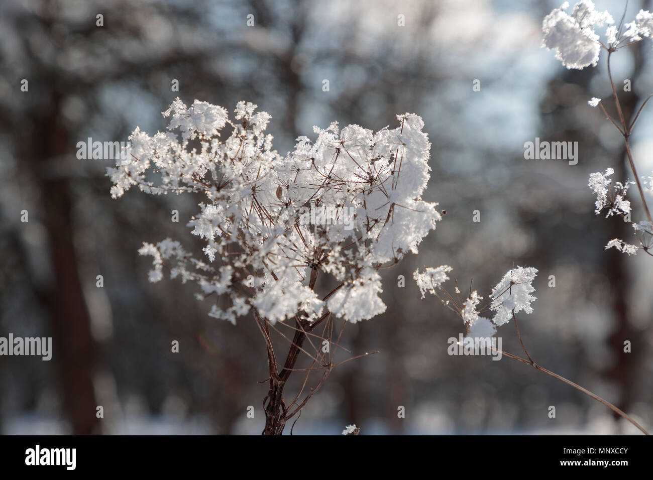 Weak branch hi-res stock photography and images - Alamy