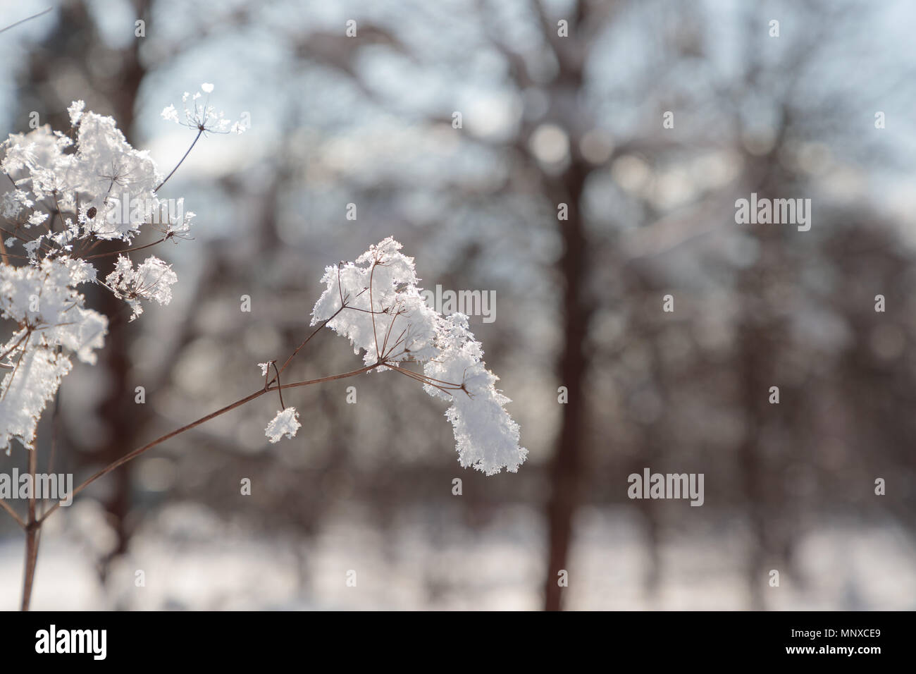 weak and dry branch of a plant with snow Stock Photo - Alamy