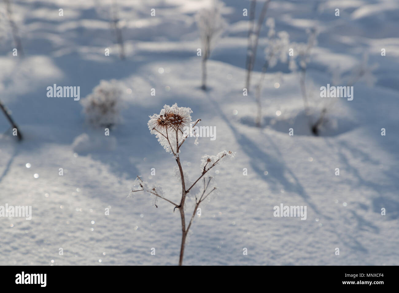 Weak branch hi-res stock photography and images - Alamy