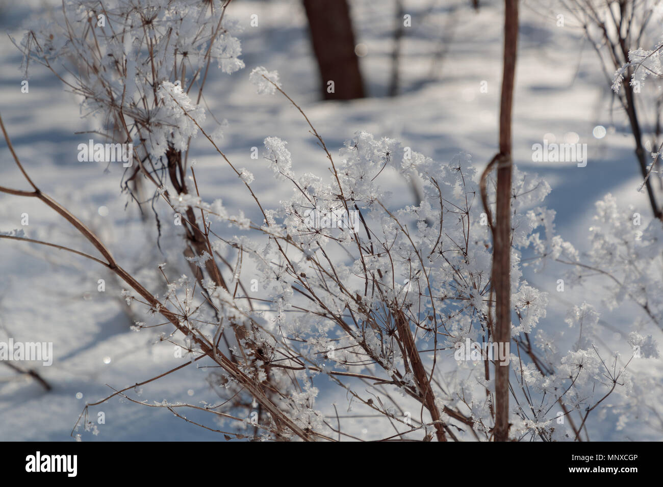 Weak branch hi-res stock photography and images - Alamy