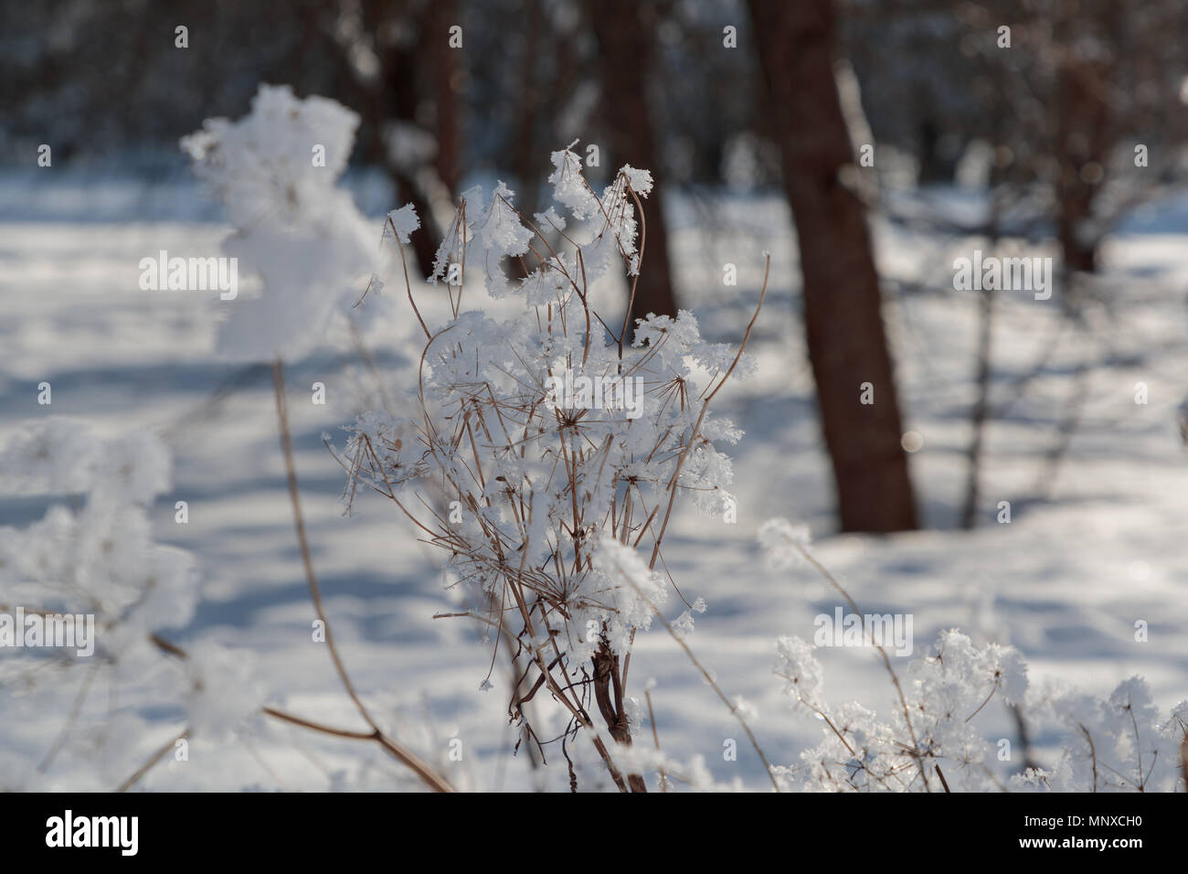 Weak plant hi-res stock photography and images - Alamy
