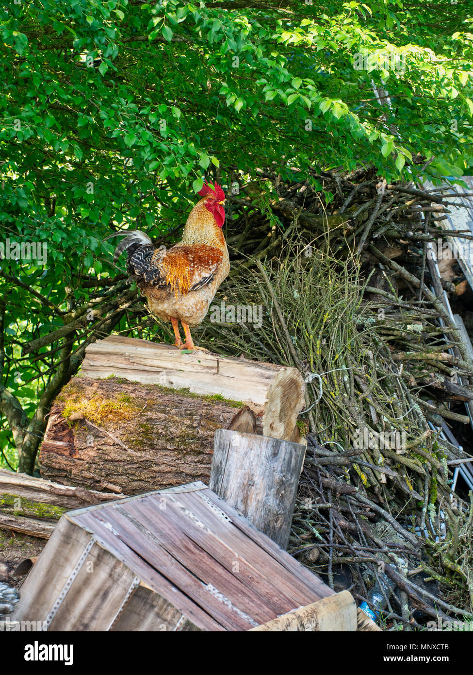 Rooster, cockerel on woodpile. Rural farm life Stock Photo - Alamy