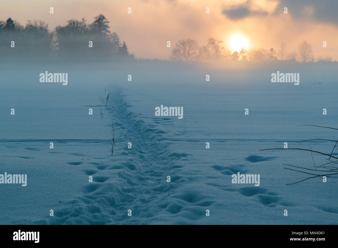 sunset in a snowy field and trees in the distance Stock Photo - Alamy