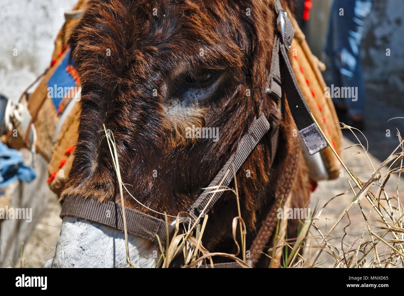 Donkey with traditional harness in Algarve. Portugal Stock Photo - Alamy