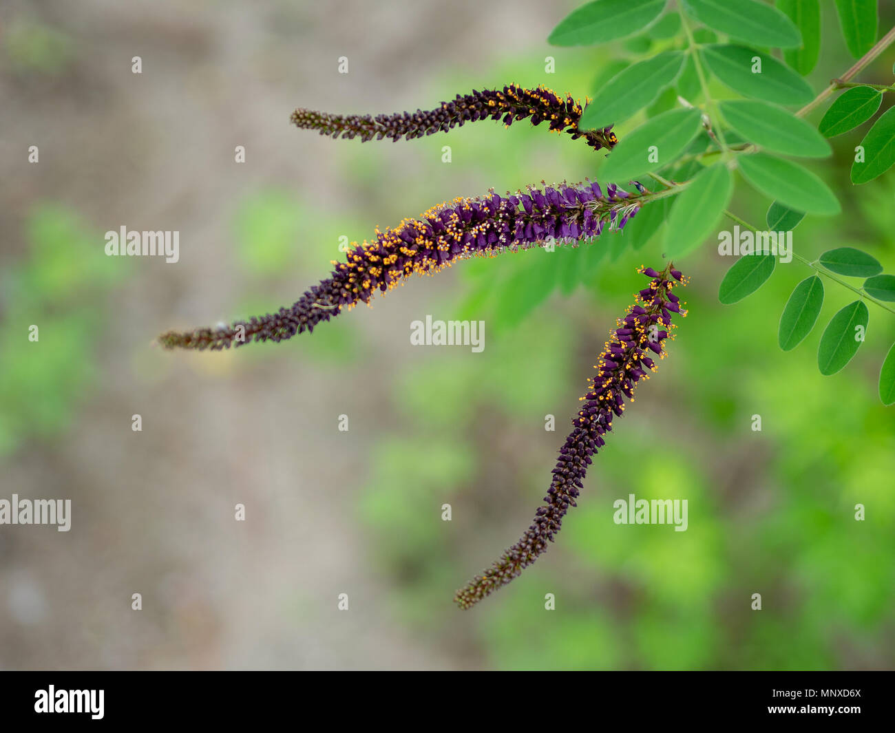 Amorpha fruticosa. Beautiful wild shrub, introduced into Europe now ...