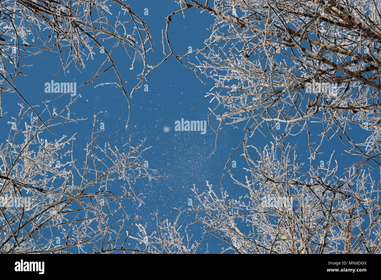 snow on branches against the blue sky Stock Photo - Alamy