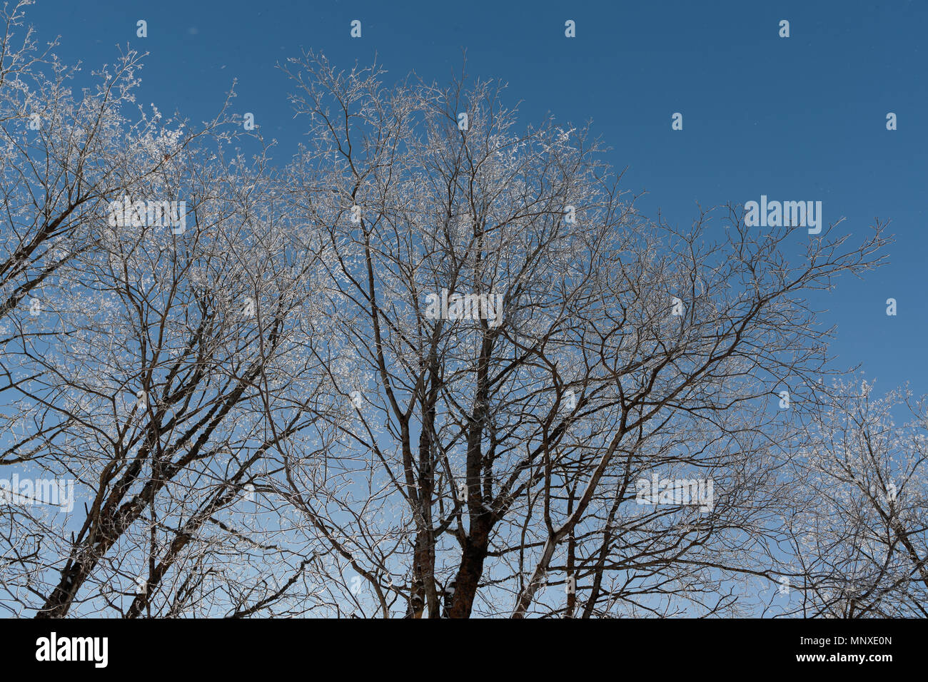 trees with snow on branches against the blue sky Stock Photo - Alamy