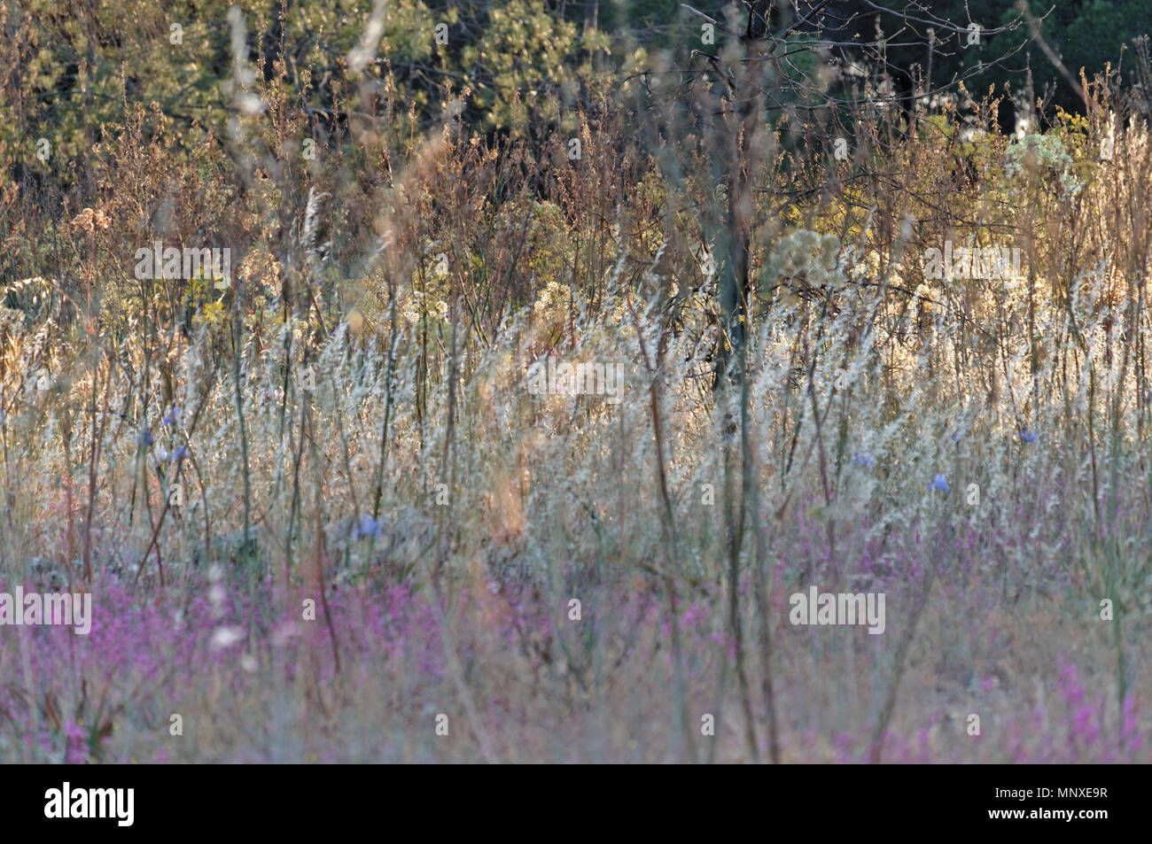 Wild vegetation at sunset background. Algarve, Portugal Stock Photo - Alamy
