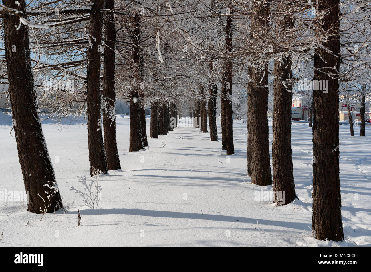 snowy forest alley in the afternoon Stock Photo - Alamy