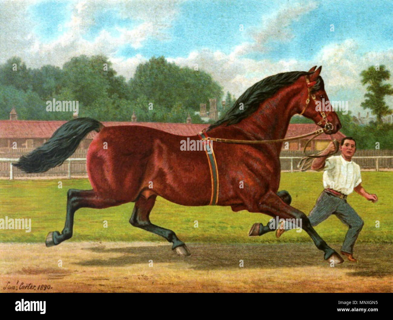 . Cleveland Bay stallion Sultan at age 6 years, 16 hands and 2 inches ...