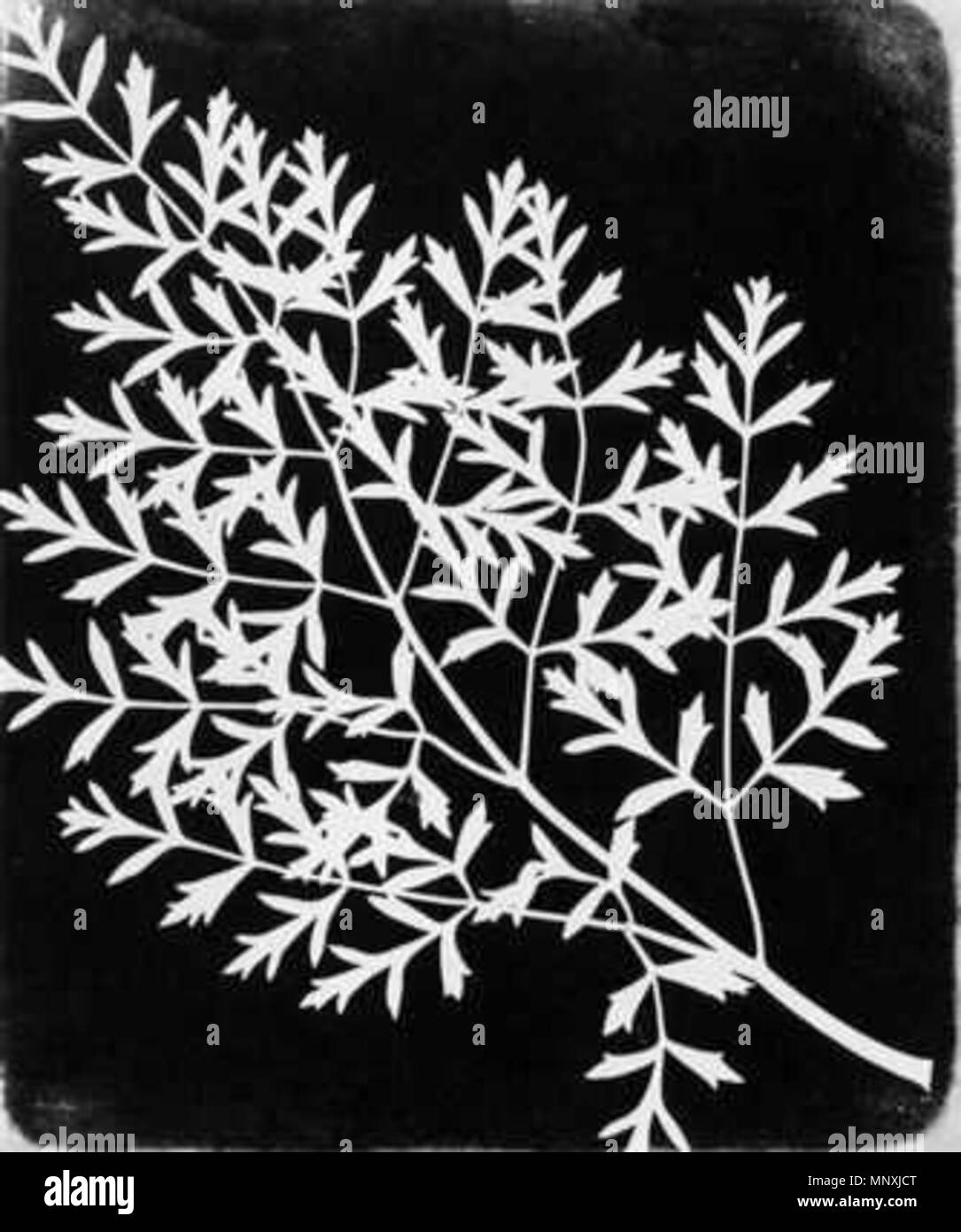 William henry fox talbot hi-res stock photography and images - Alamy