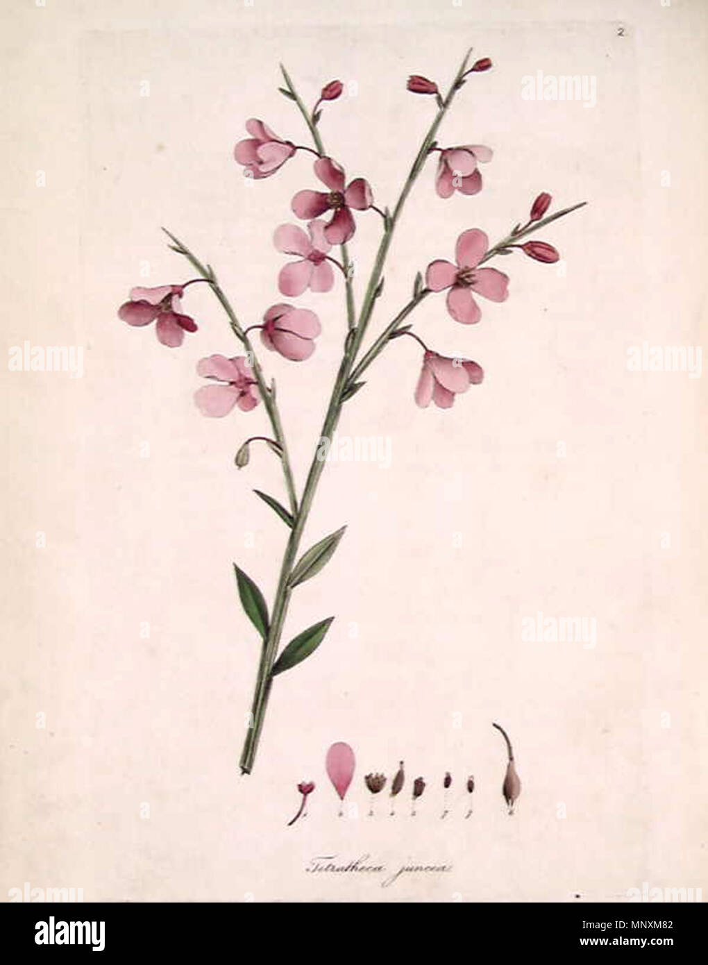 Thomas watling hi-res stock photography and images - Alamy