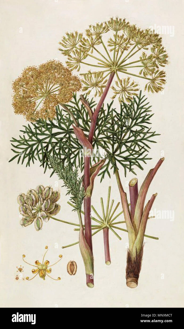 Thapsia garganica hi-res stock photography and images - Alamy