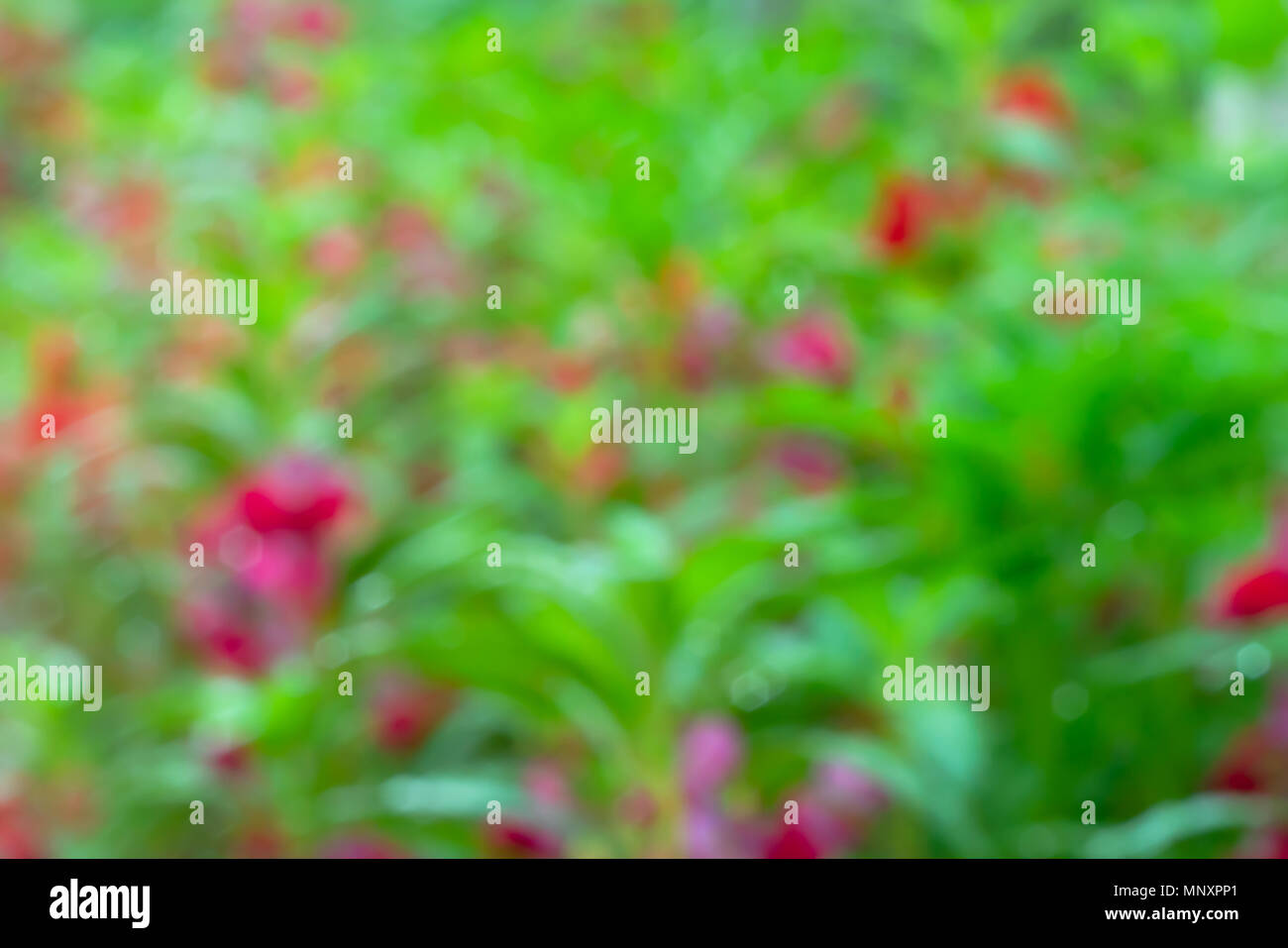 Abstract background and texture of flower. Blur vision and grain ...