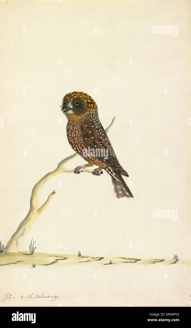 Boobook owl (c. 1790-1800). 1181 The Sydney Bird Painter - Boobook owl ...