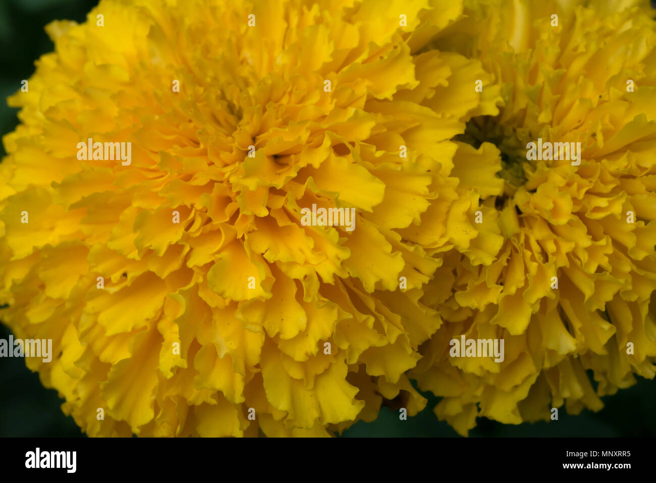 Close up Beautiful of Marigold flowers with Select focus shallow depth ...