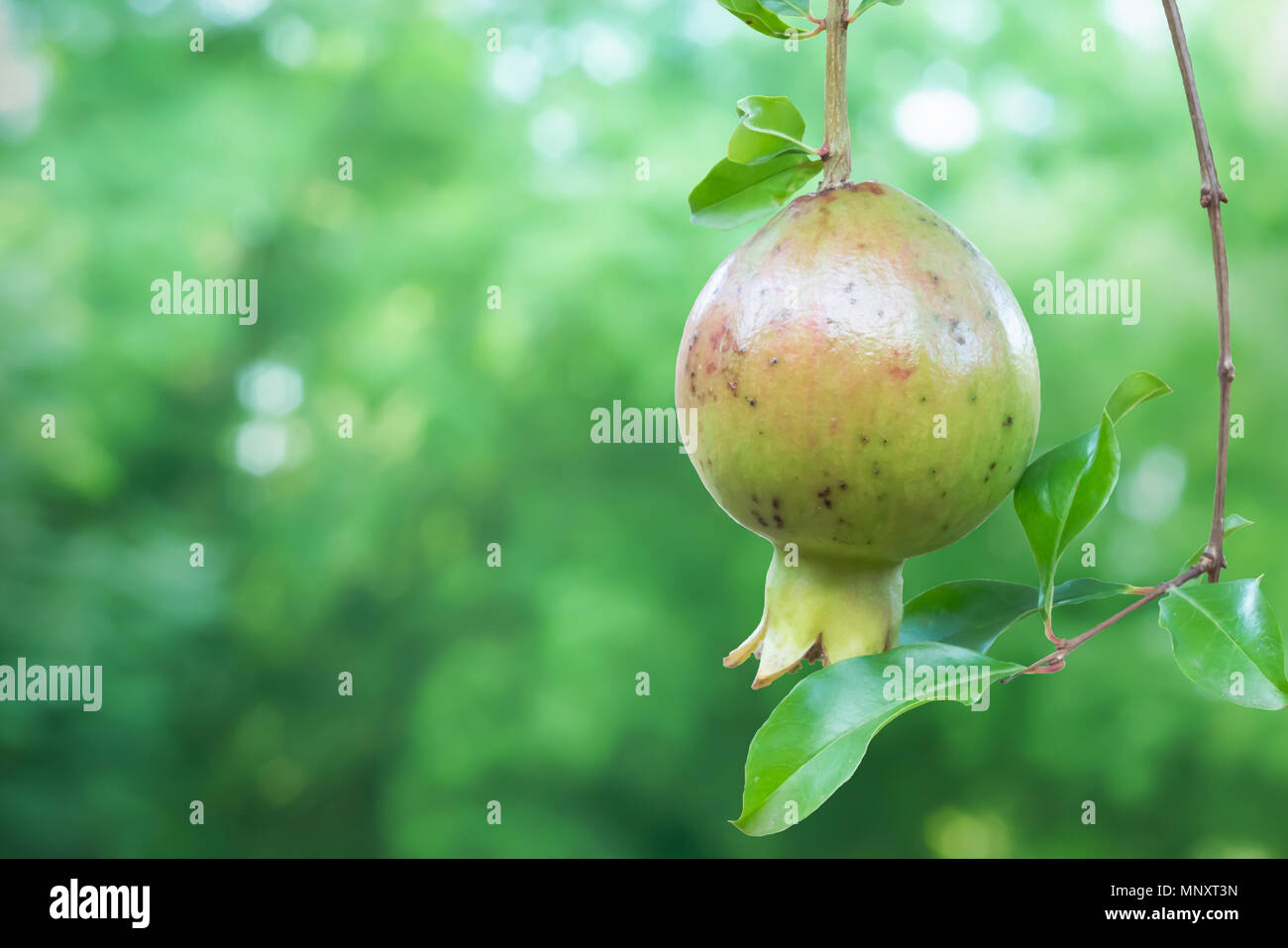 Raw pomegranate on blurred background and texture with copy space Stock Photo - Alamy