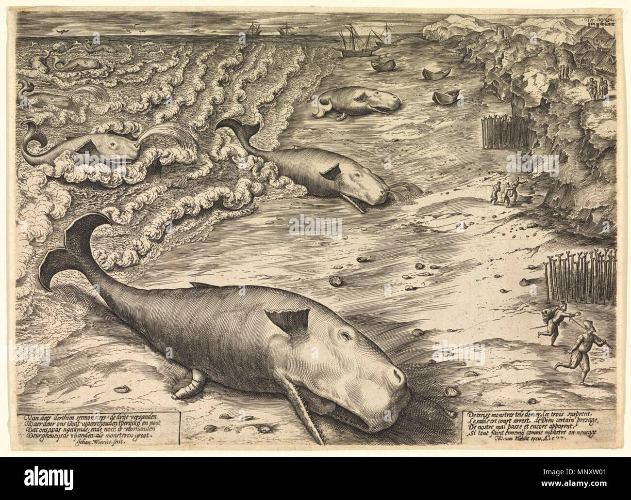 Three Beached Whales . English: The print depicts stranded Sperm Whales ...