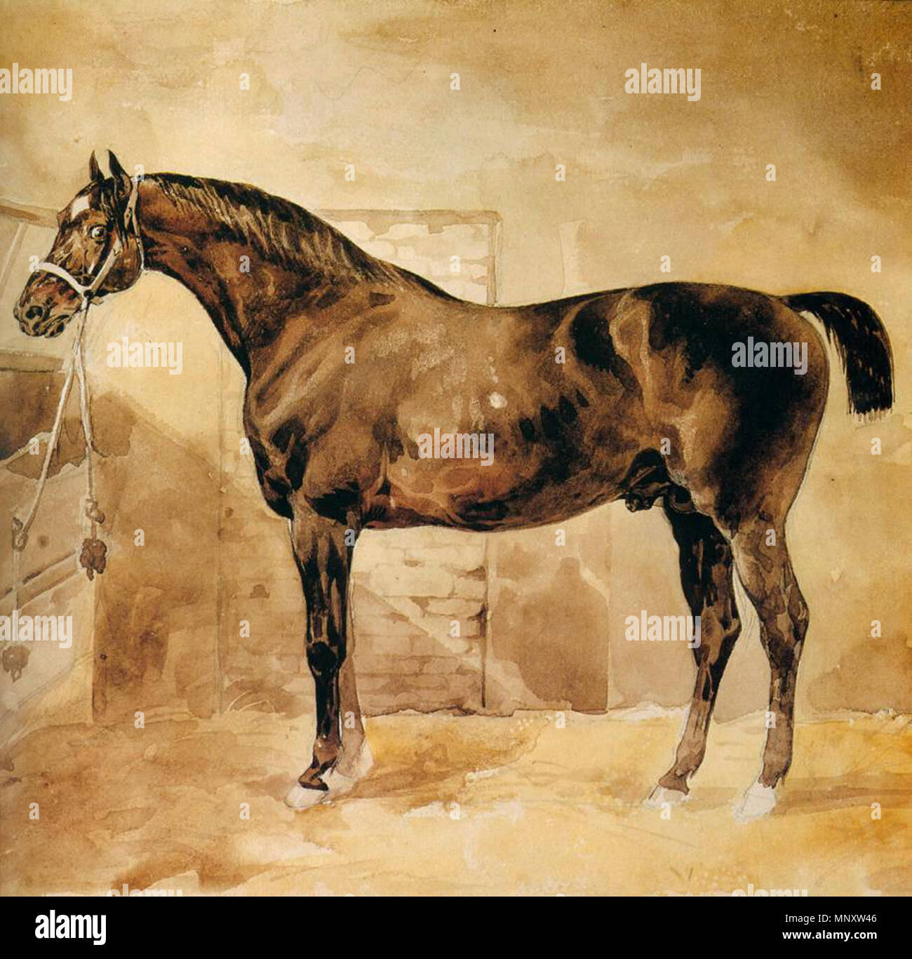 English horse hi-res stock photography and images - Alamy