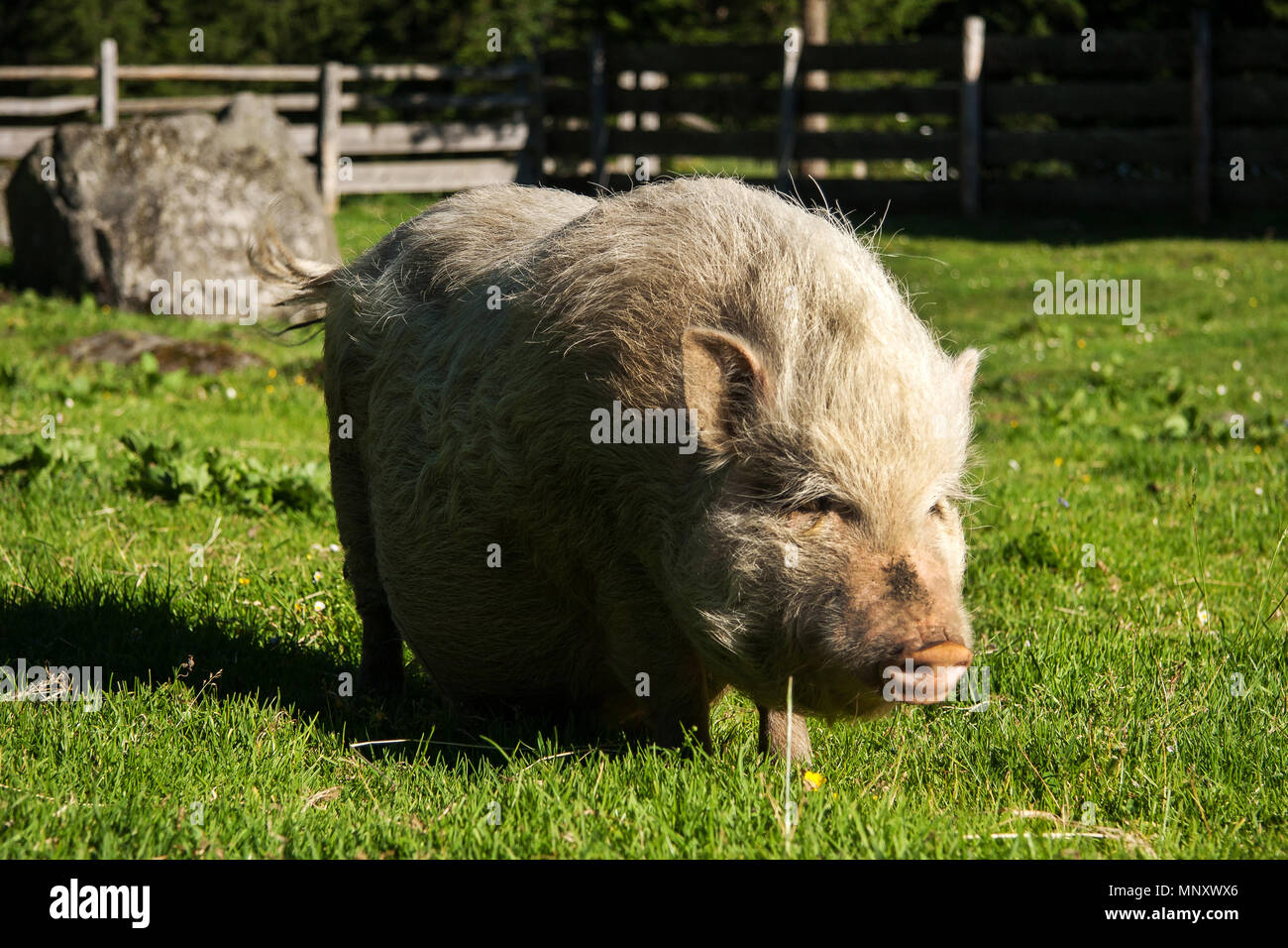 Fat pig hi-res stock photography and images - Alamy