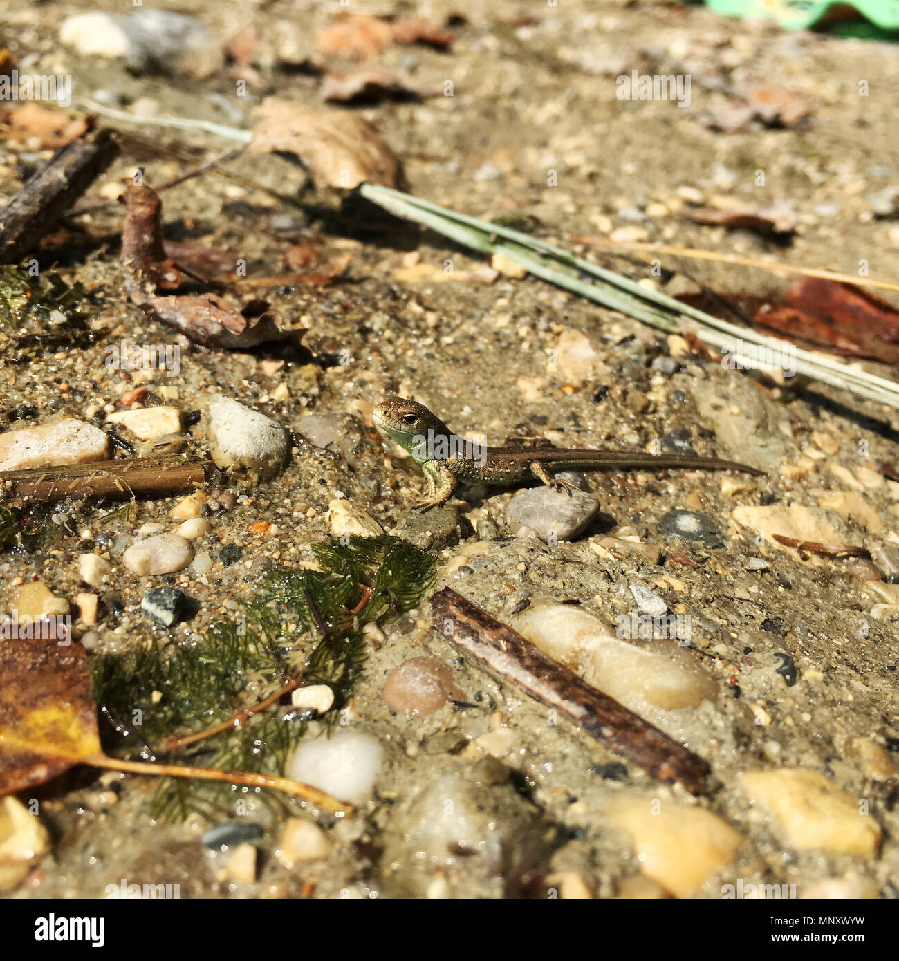 lizard in the sun Stock Photo - Alamy