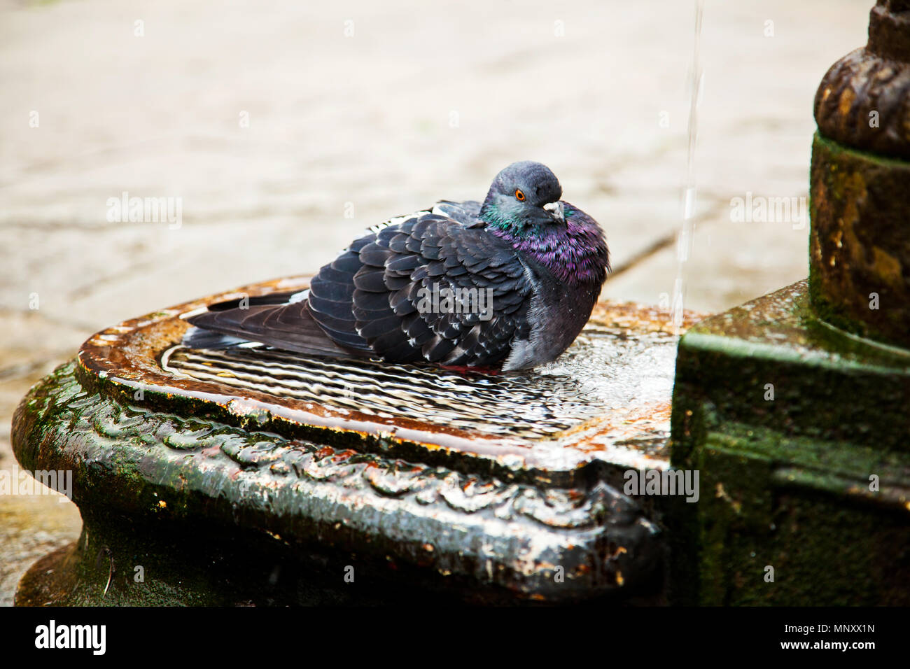 Purple dove hi-res stock photography and images - Alamy