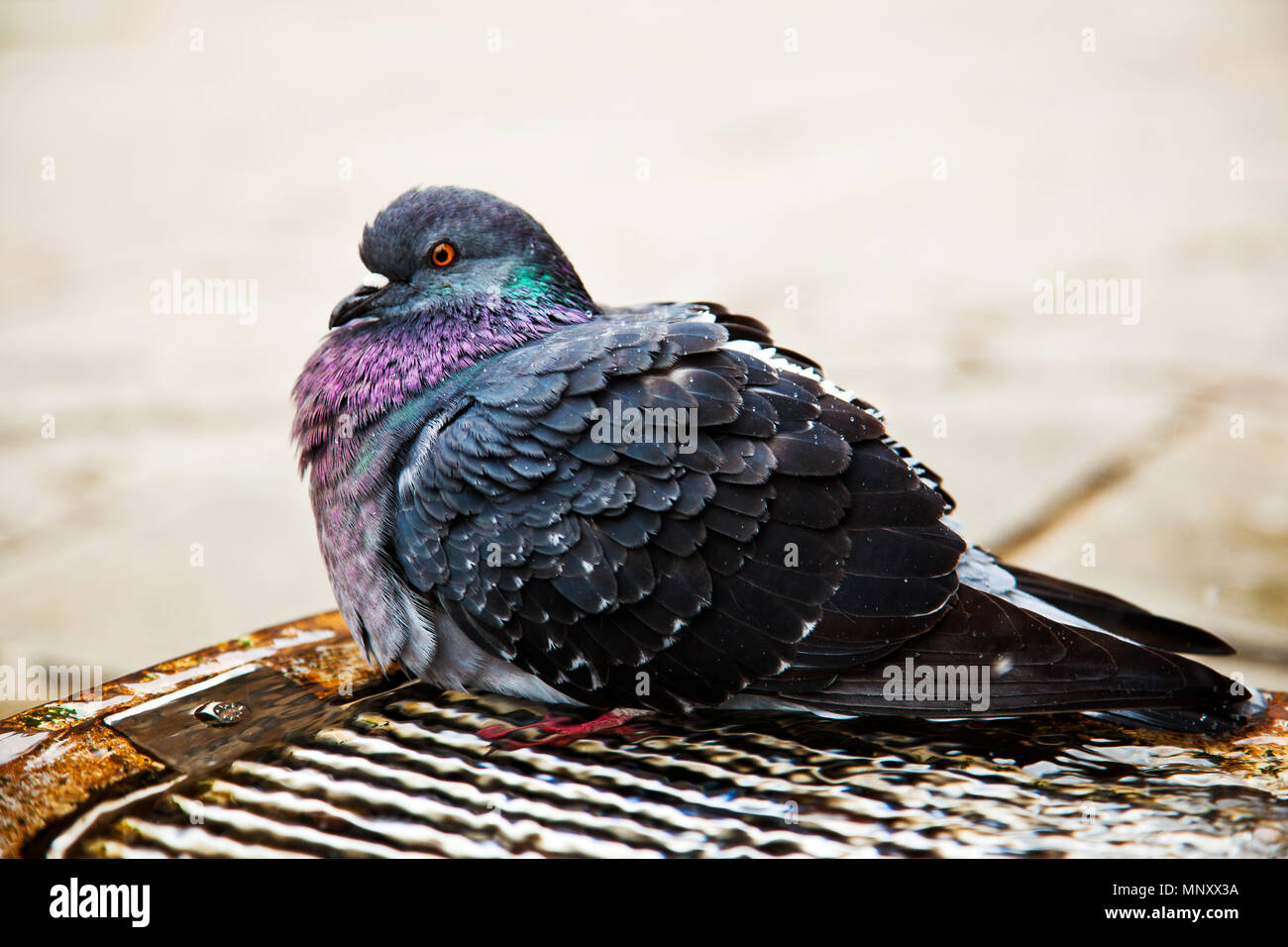 black purple dove is bathing in a fountain Stock Photo - Alamy